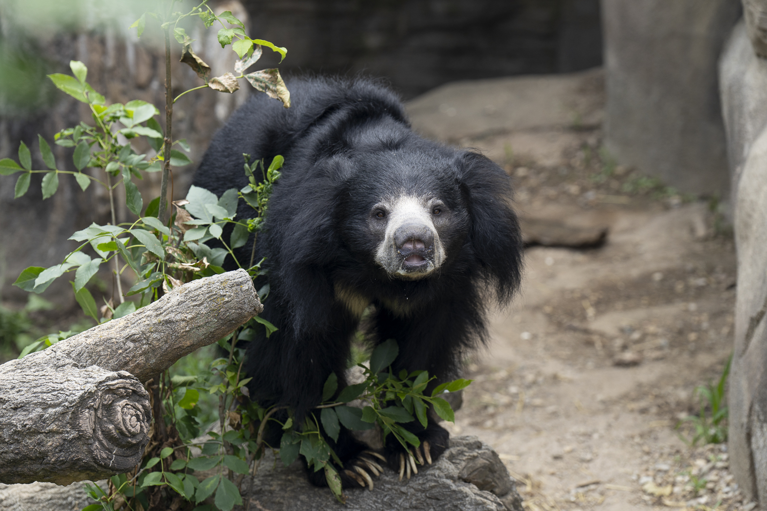 Columbus Zoo | Sloth Bear